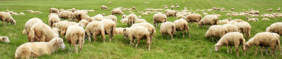 Auckland Sheep World Tour – Coast to Coast NZ